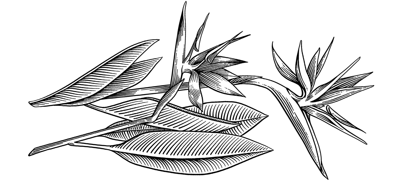 Spiky Semi-Permanent Tattoo. Lasts 1-2 weeks. Painless and easy to ...