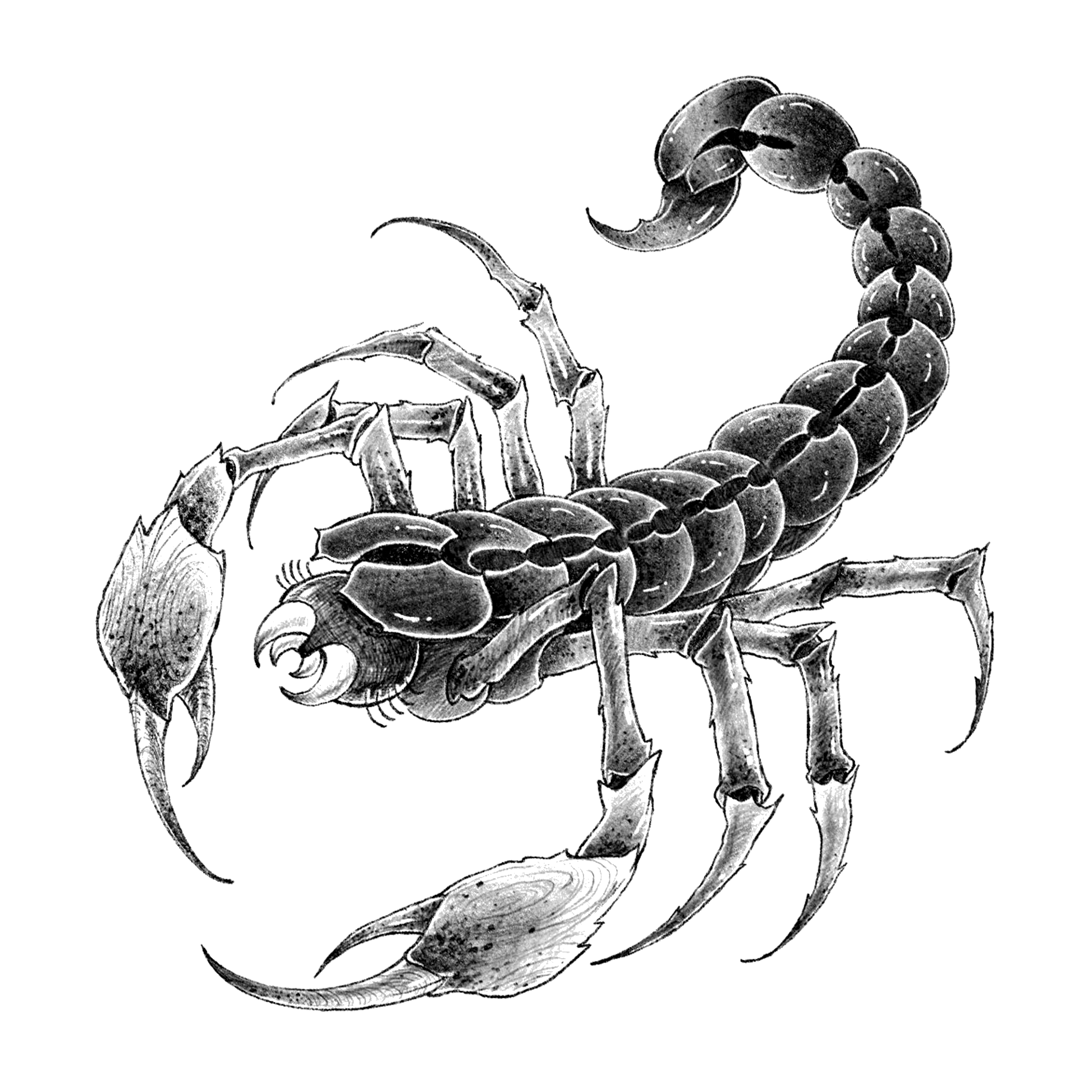 Scorpion Tattoos: Unique Designs | Inkbox™ | Semi-Permanent Tattoos