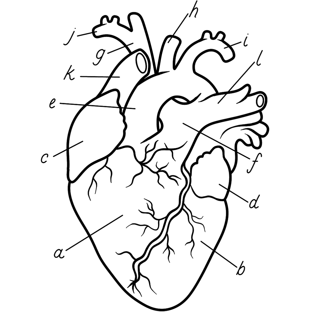 Anatomical Heart Tattoos - Top Picks! | Inkbox™ | Semi-Permanent Tattoos