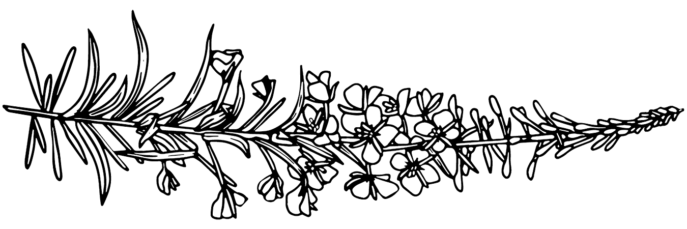 Fireweed Semi-Permanent Tattoo. Lasts 1-2 weeks. Painless and easy to ...