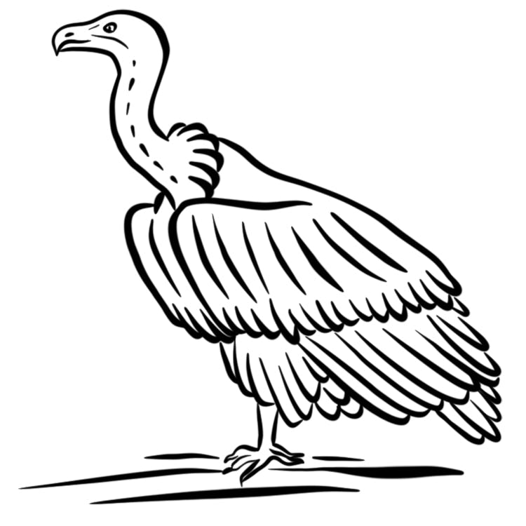 Scavenger Animals Drawing