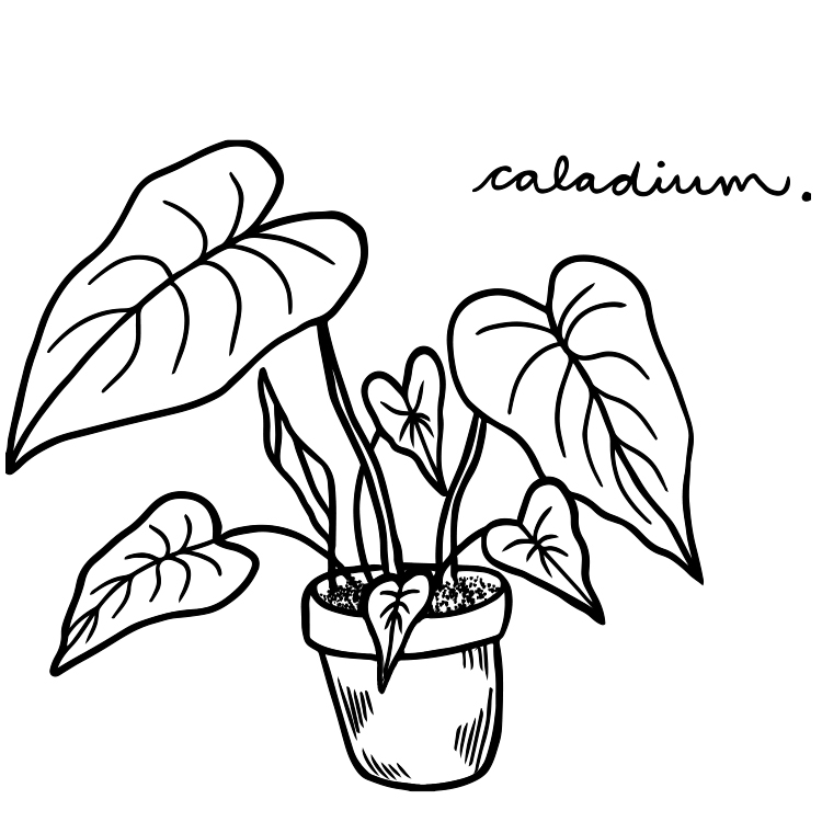 Caladium Plant Semi-Permanent Tattoo. Lasts 1-2 weeks. Painless and ...