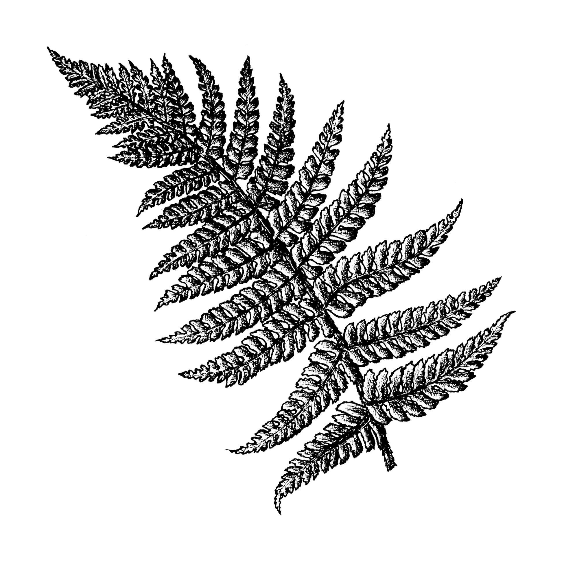 Plant Tattoos: Nature's Art on Your Skin | Inkbox™ | Semi-Permanent Tattoos