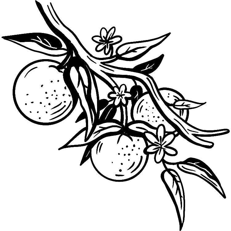 Majestic Mandarin Tattoo - Semi-Permanent Tattoos by inkbox™ | Inkbox ...