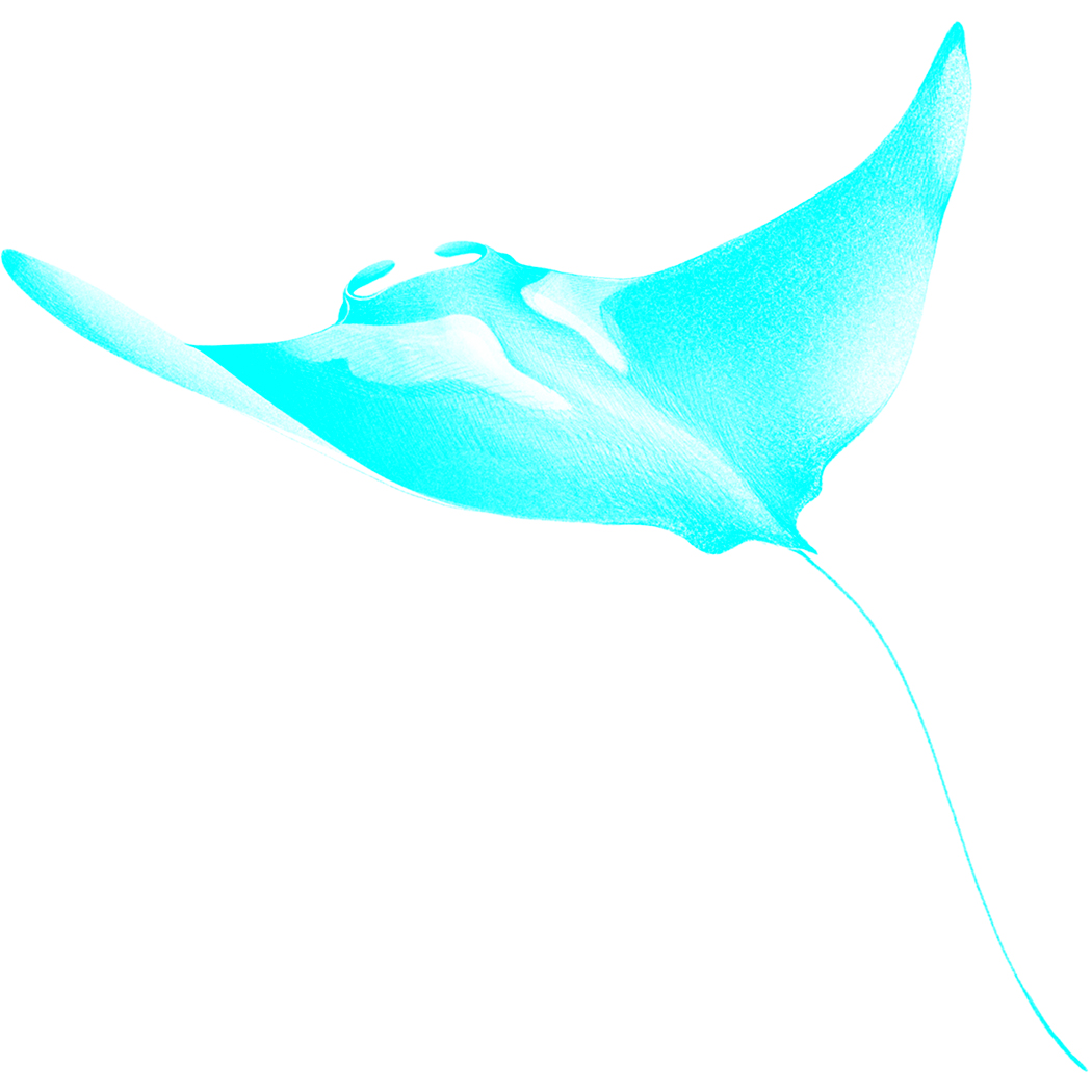 Mobula Ray Semi-Permanent Tattoo. Lasts 1-2 weeks. Painless and easy to ...