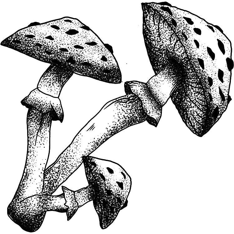 Little Death Caps Tattoo - Semi-Permanent Tattoos by Inkbox™
